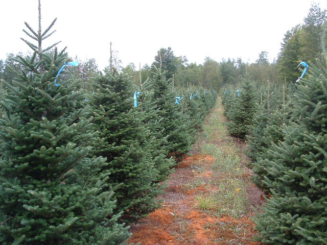 Retail and Wholesale Christmas Trees | High Ground Tree Farm